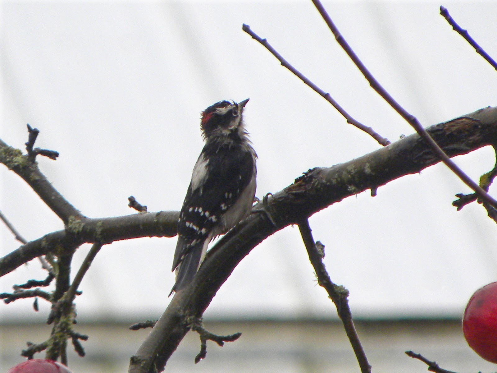 Birds: Apple Tree Birds