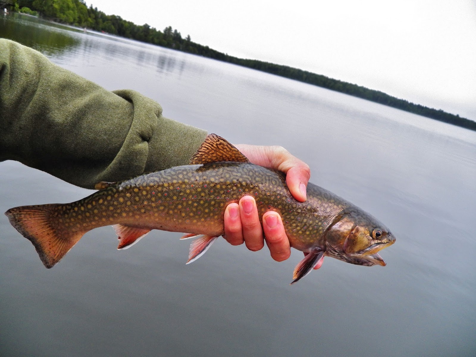 Connecticut Fly Angler: Last Few Hours in Maine: Three of the Best Fish ...