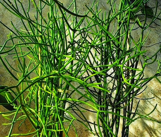 Jual pohon patah tulang (kayu urip) supplier tanaman | tanaman ...