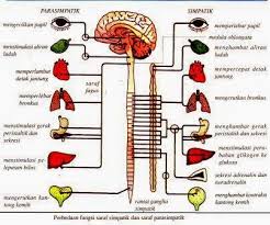 ILMU PENGETAHUAN ALAM: Sistem Saraf pada Manusia