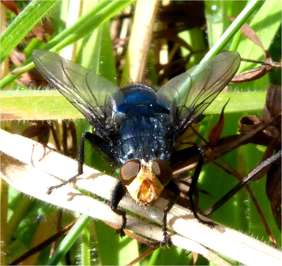 Insects of Scotland: Other Flies/Picture-wing Flies