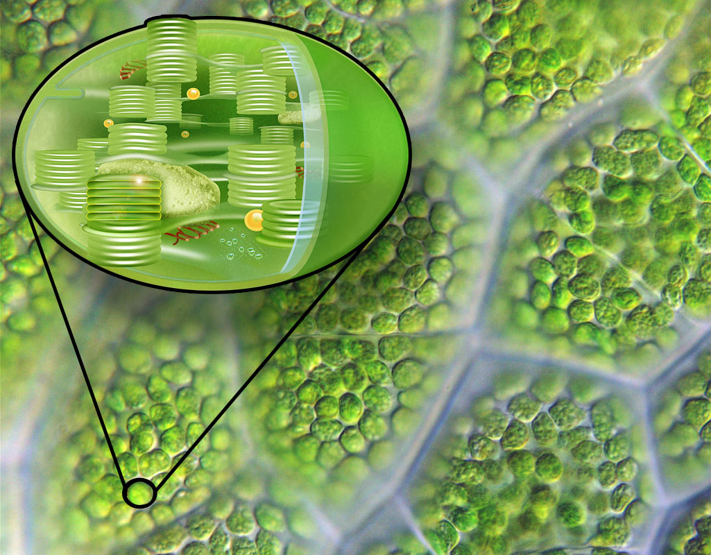 Kloroplast nedir ne demektir? Kısaca ne işe yarar? - Laf Sözlük