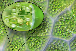 Kloroplast nedir ne demektir? Kısaca ne işe yarar? - Laf Sözlük