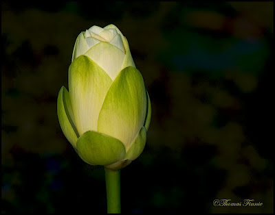Thomas Finnie Photography: THE LIFE CYCLE OF THE LOTUS FLOWER