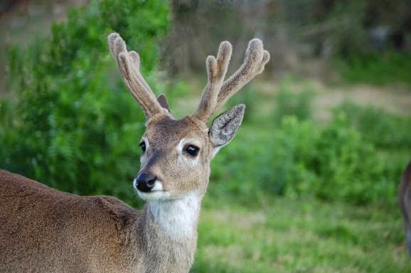 Mi blog, tu blog, nuestro blog...: Más sobre el venado de campo...