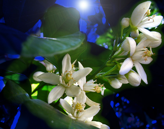 Geococina: Flor de azahar