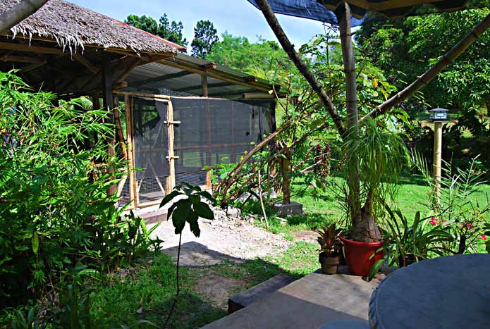 Musang or Masked Asian Civet Cat