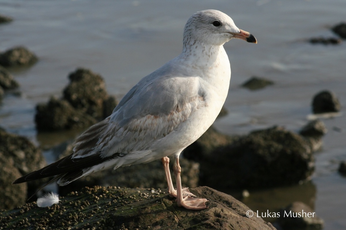 Boom Chachalaca: Gull Watching: Ring-billed Gull