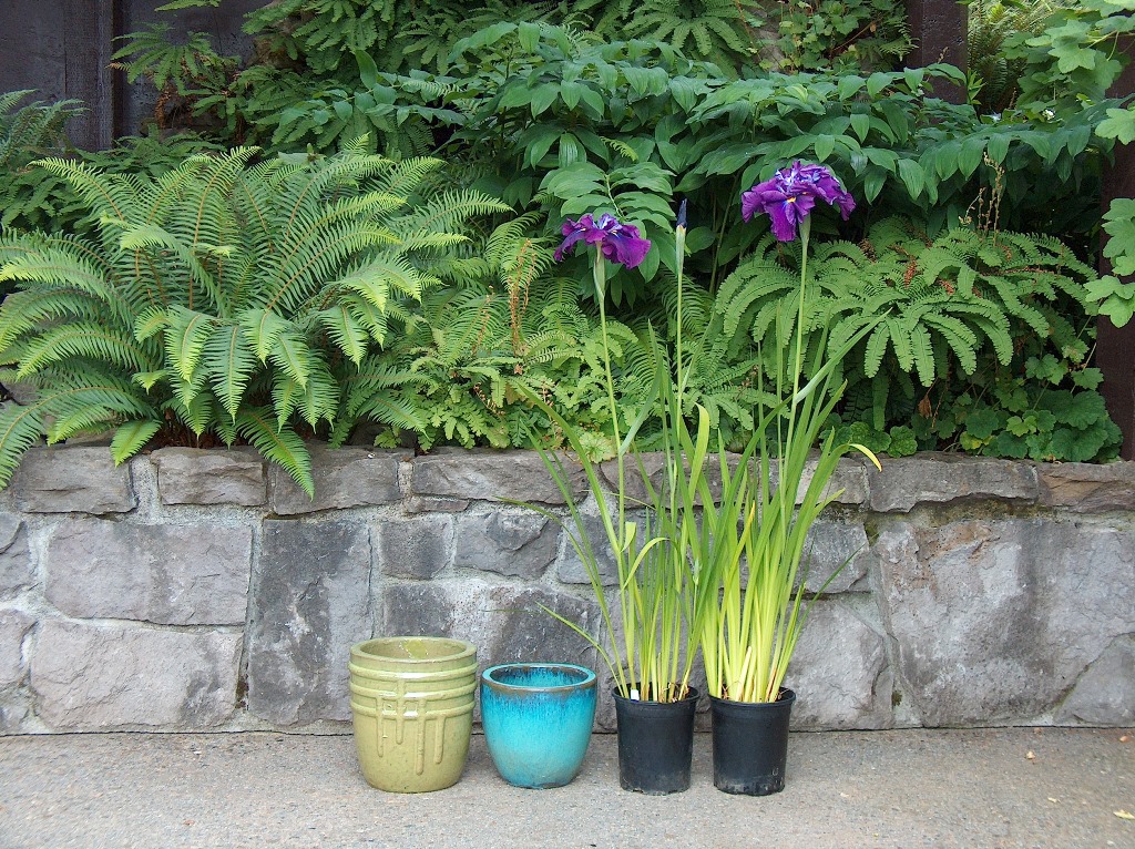 World of Irises: Iris ensata, Iris laevigata and Pseudata in Containers