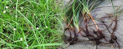 Sehat dari Alam: MANFAAT RUMPUT TEKI UNTUK KESEHATAN