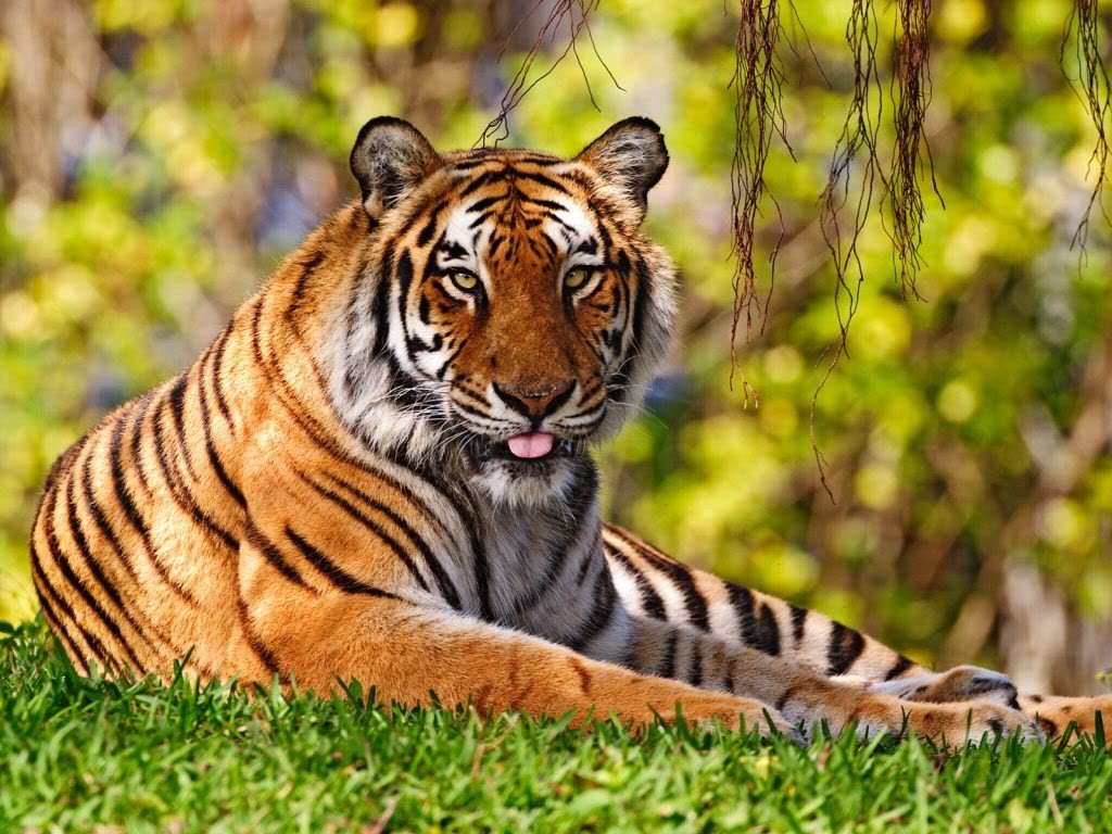 IMAGENES ANIMALES EN ALTA DEFINICION: IMAGEN DE TIGRE DESCANSANDO