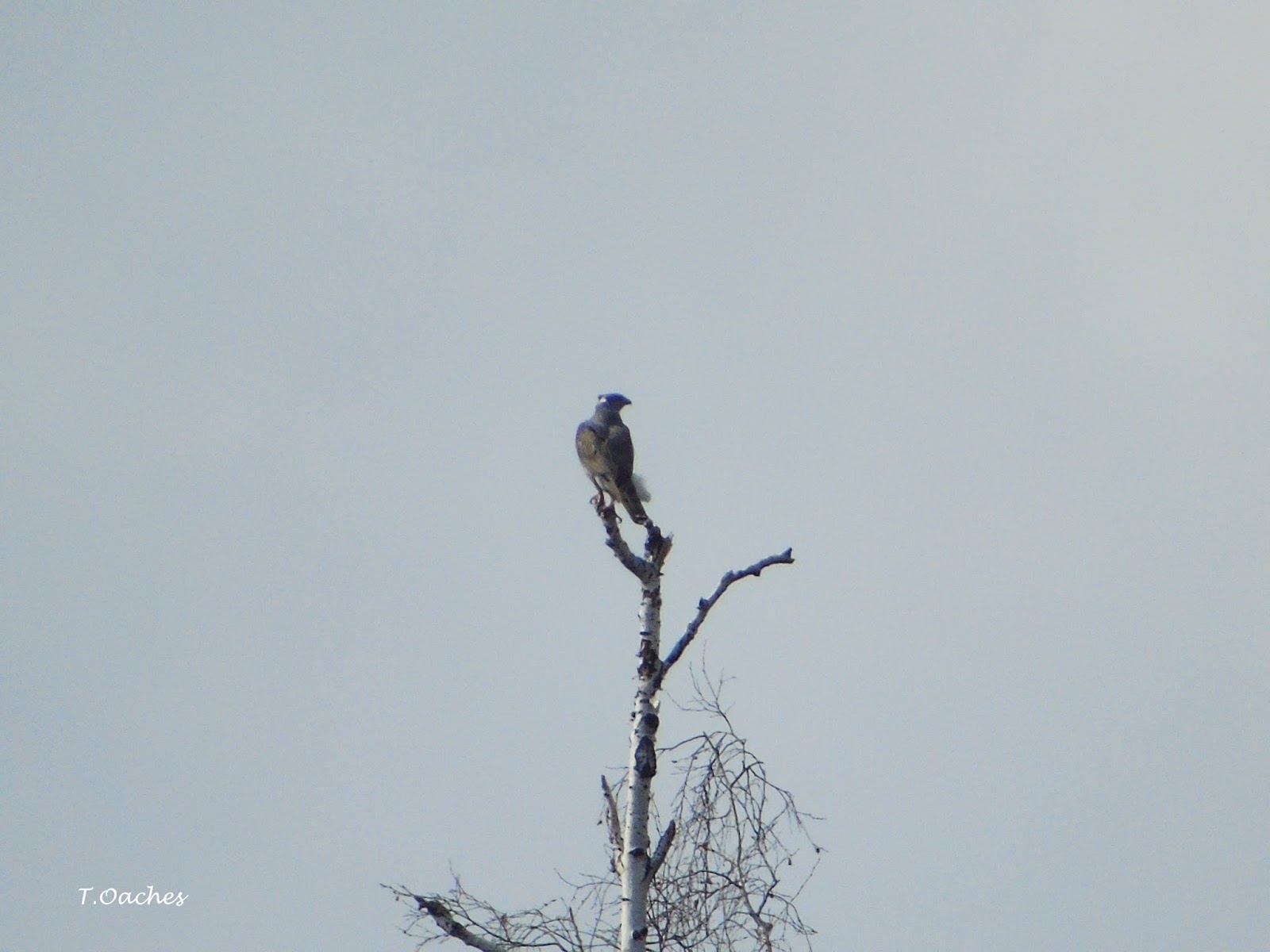 PASARI DIN ROMANIA: ULIU PORUMBAR (ULIUL GAINILOR), Accipiter gentilis