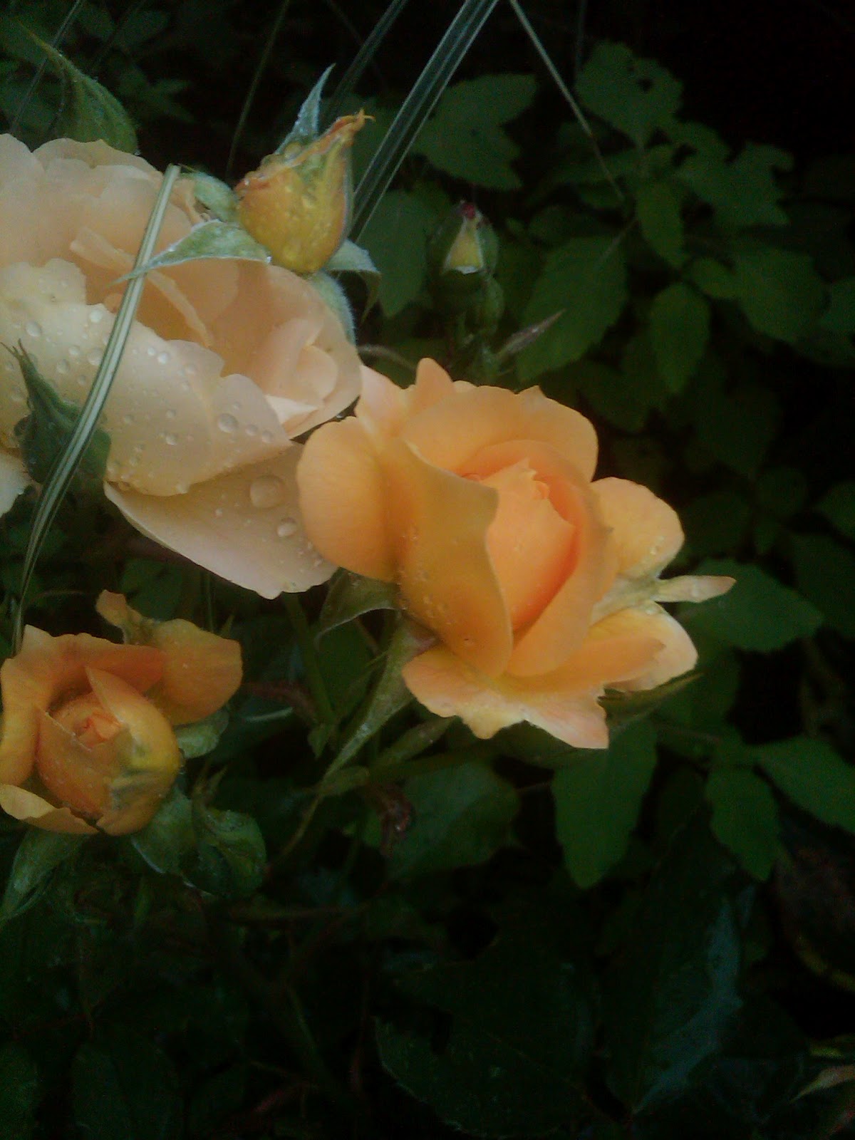 Annie's Gardening Corner: True Colors