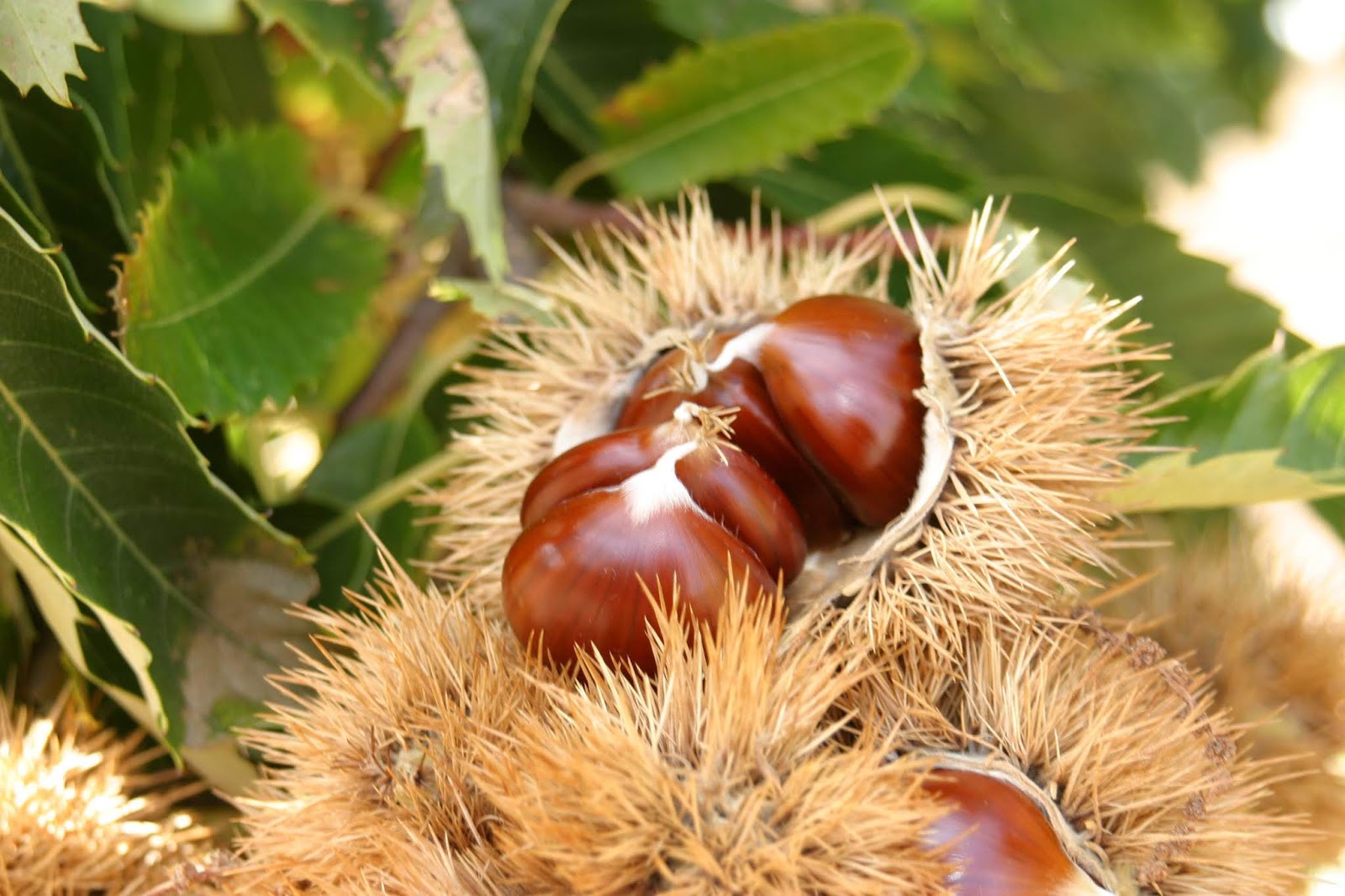 Histórias da Serafina: Castanhas e castanheiros