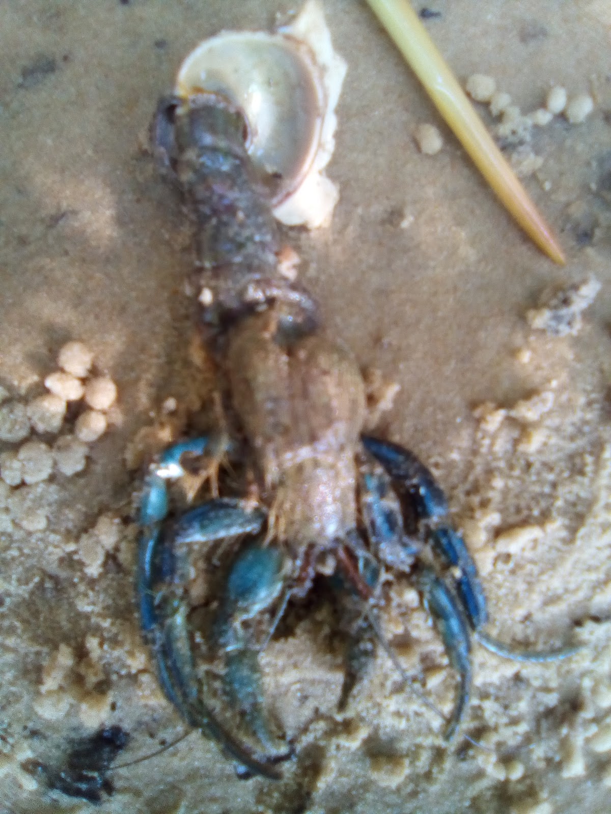 umang umang sungai ~ SentapBrow