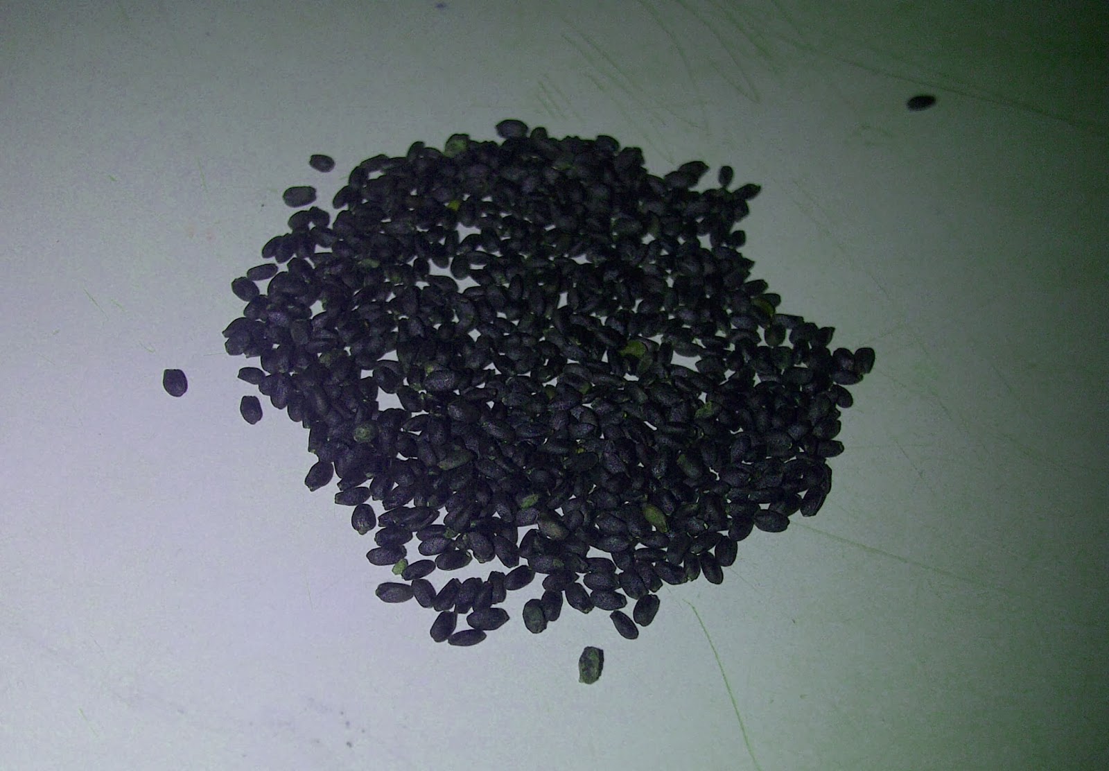 Manfaat Dan Kandungan Biji Selasih Untuk Kesehatan