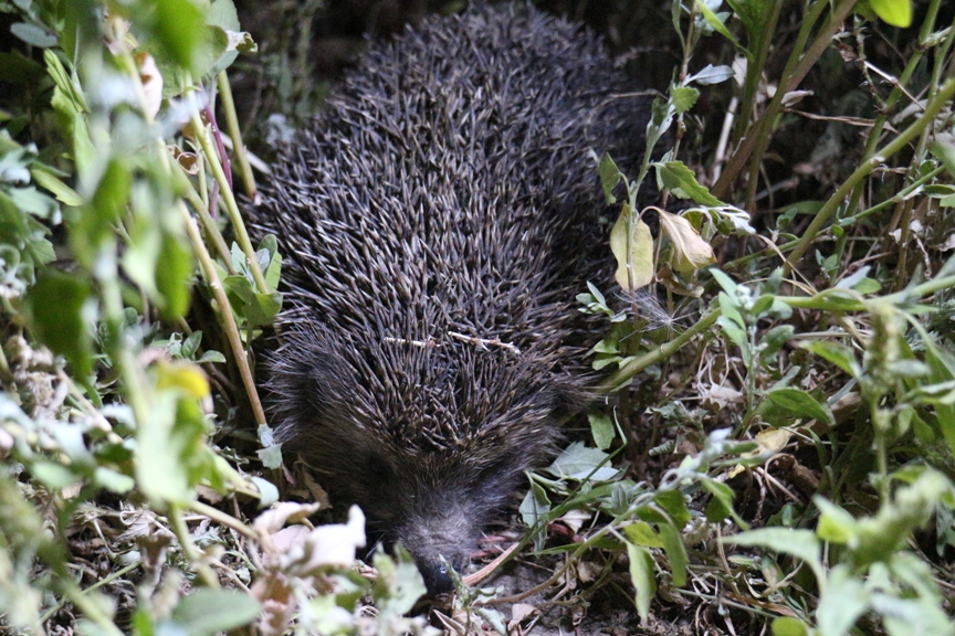 Kediler, kirpiler, tilkiler vesaire - Göçebe Düşünceler