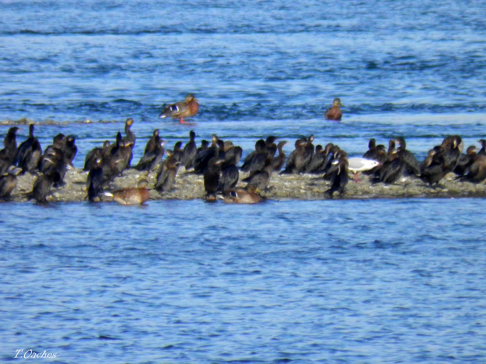 PASARI DIN ROMANIA: CORMORAN MIC, Microcarbo pygmeus