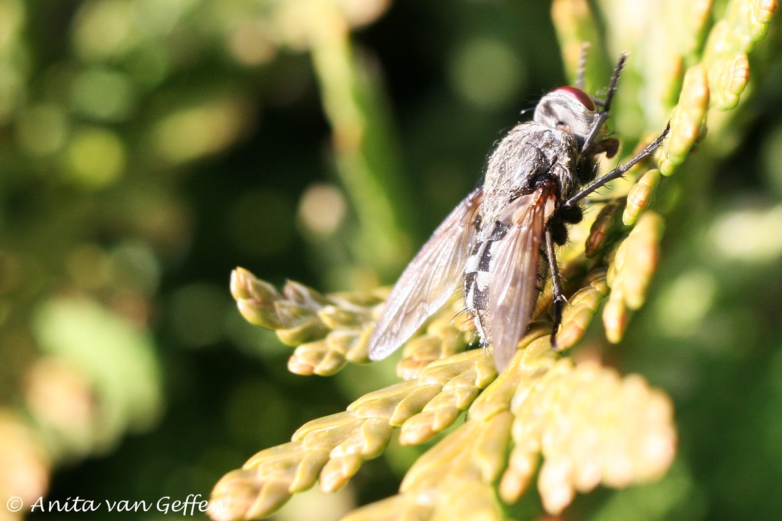 Natuurfotografie-Anita's-Art: Vleesvlieg (Pollenia spec) in mijn tuin