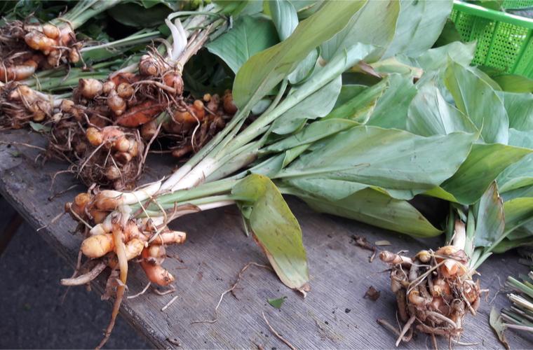 ANPP Animales y Plantas de Perú: Palillo - Cúrcuma longa