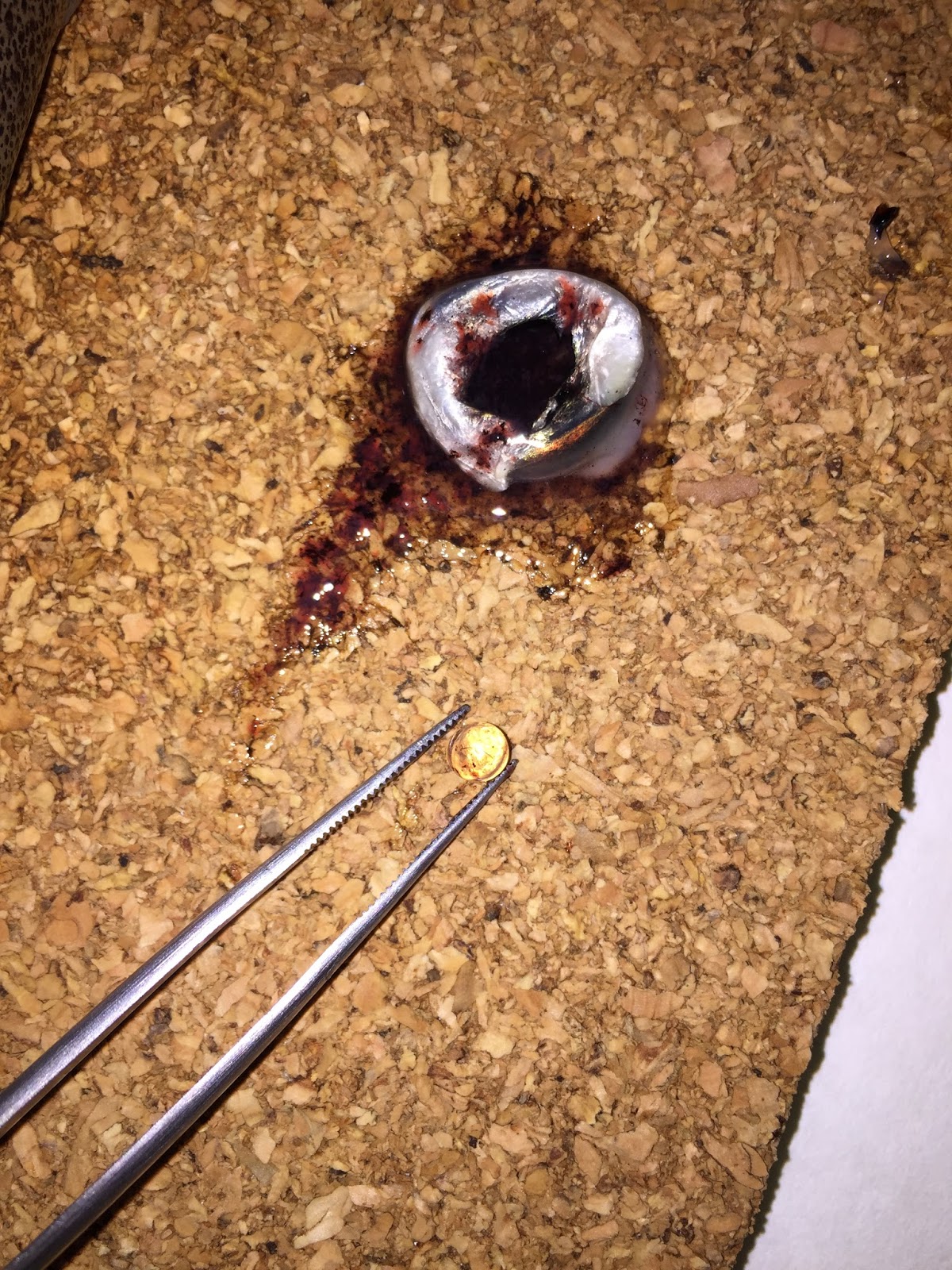 Biología y ANAtomía de 1ºBach: Práctica de DISECCIÓN DE UN CALAMAR