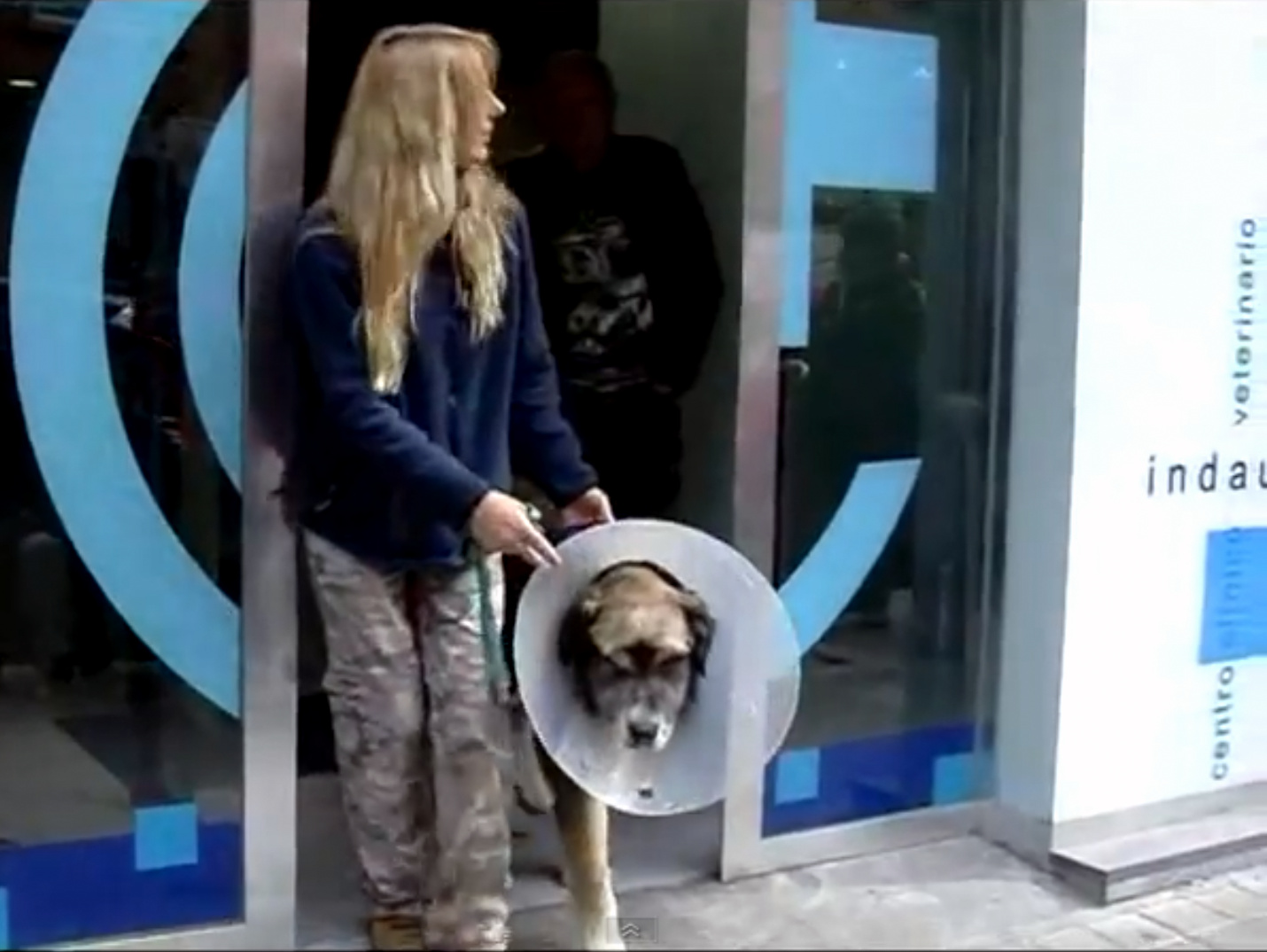 NOBLE GALGO: GOLIATH, el perro apaleado en Portugalete, ya de alta ...