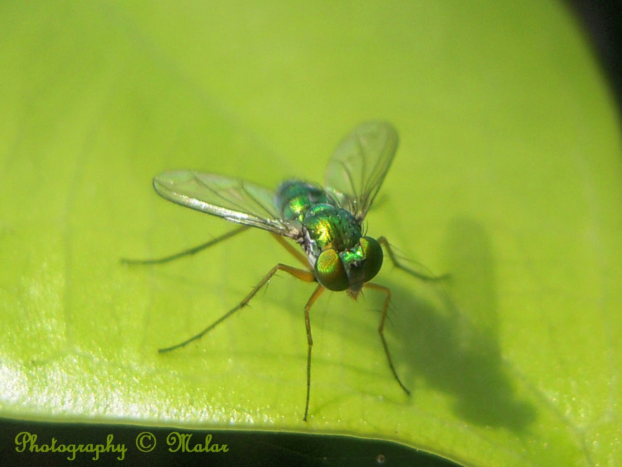 Chase your dreams...: April 2015