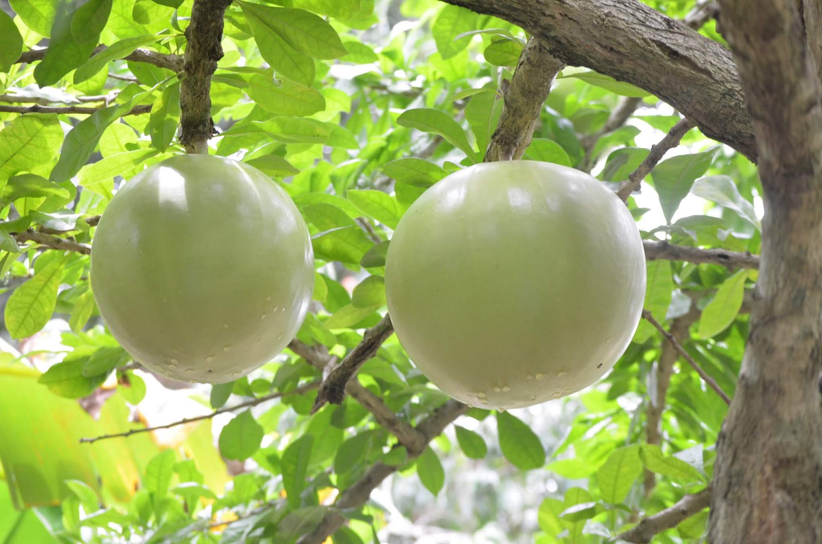 El Totumo (Tapara) Usos medicinales y artesanales ~ Volvamos al campo ...