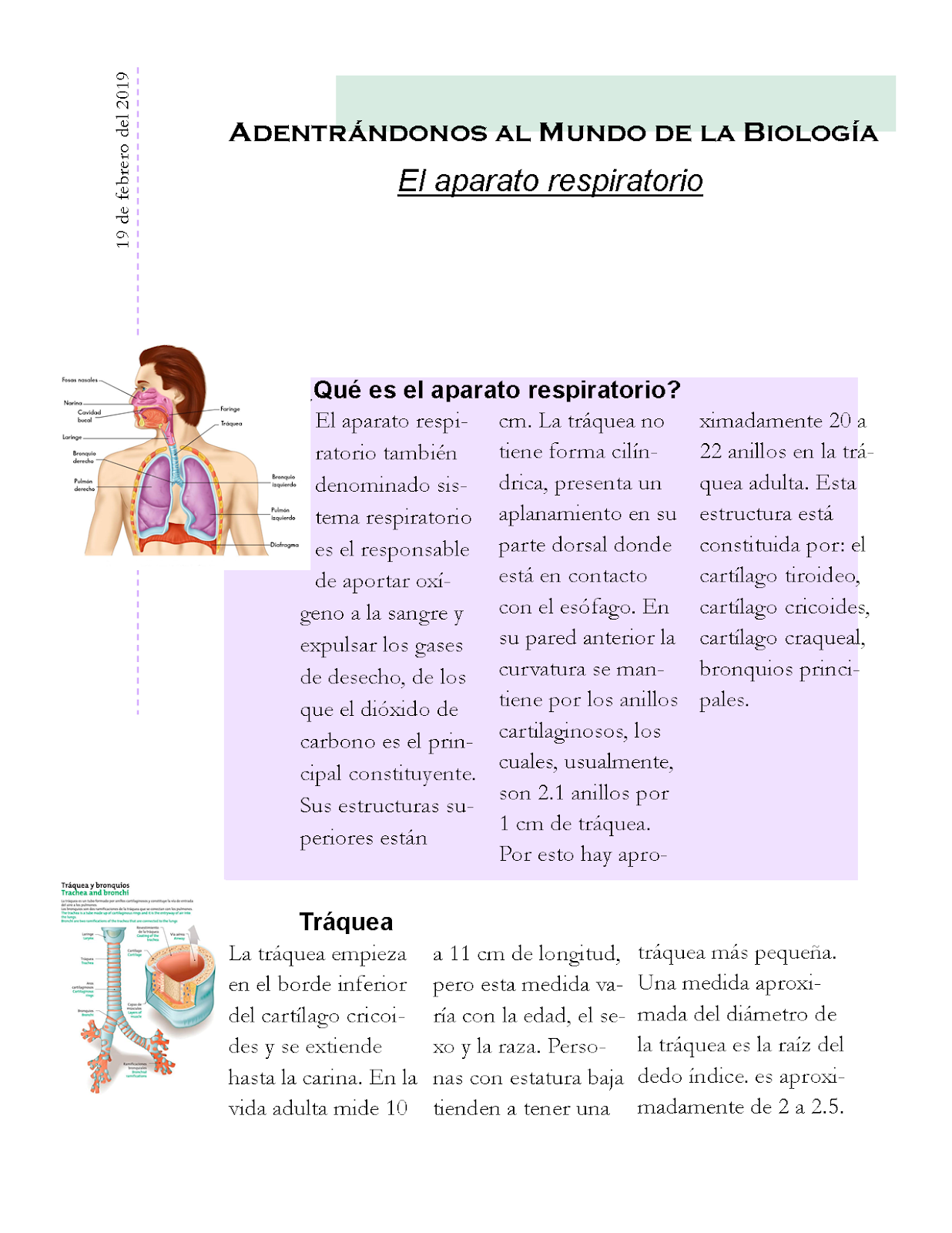 ADENTRÁNDONOS AL MUNDO DE LA BIOLOGÍA: El Aparato Respiratorio