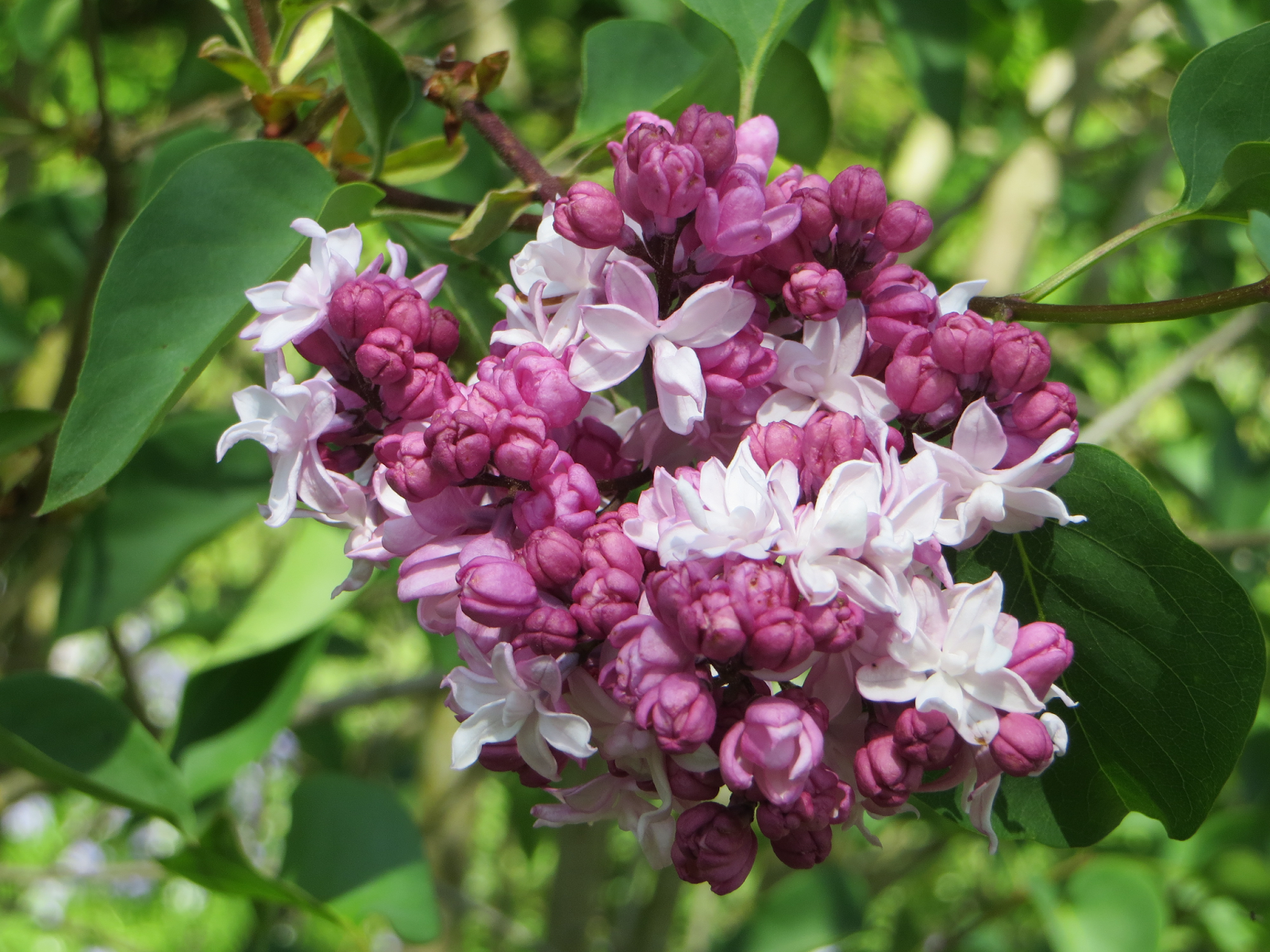 Seattle Japanese Garden Community Blog: January 2014