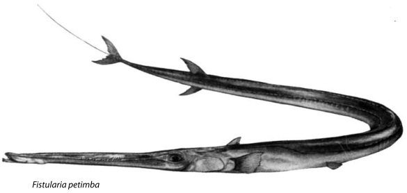 FISTULARIA CORNETA FISH ~ Everything About Fish