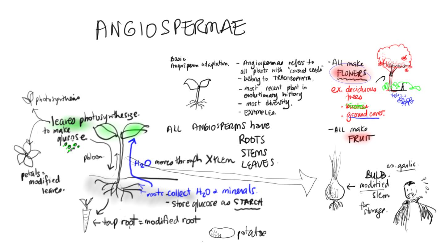 Biology Eleven: Test on Angiospermae Reproduction November 7th Wednesday