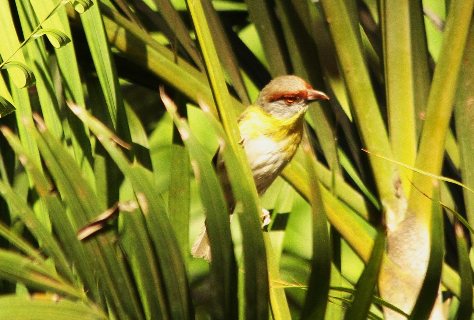 Nuestro bello mundo...: Una manana en el Parque del Este, Caracas ...