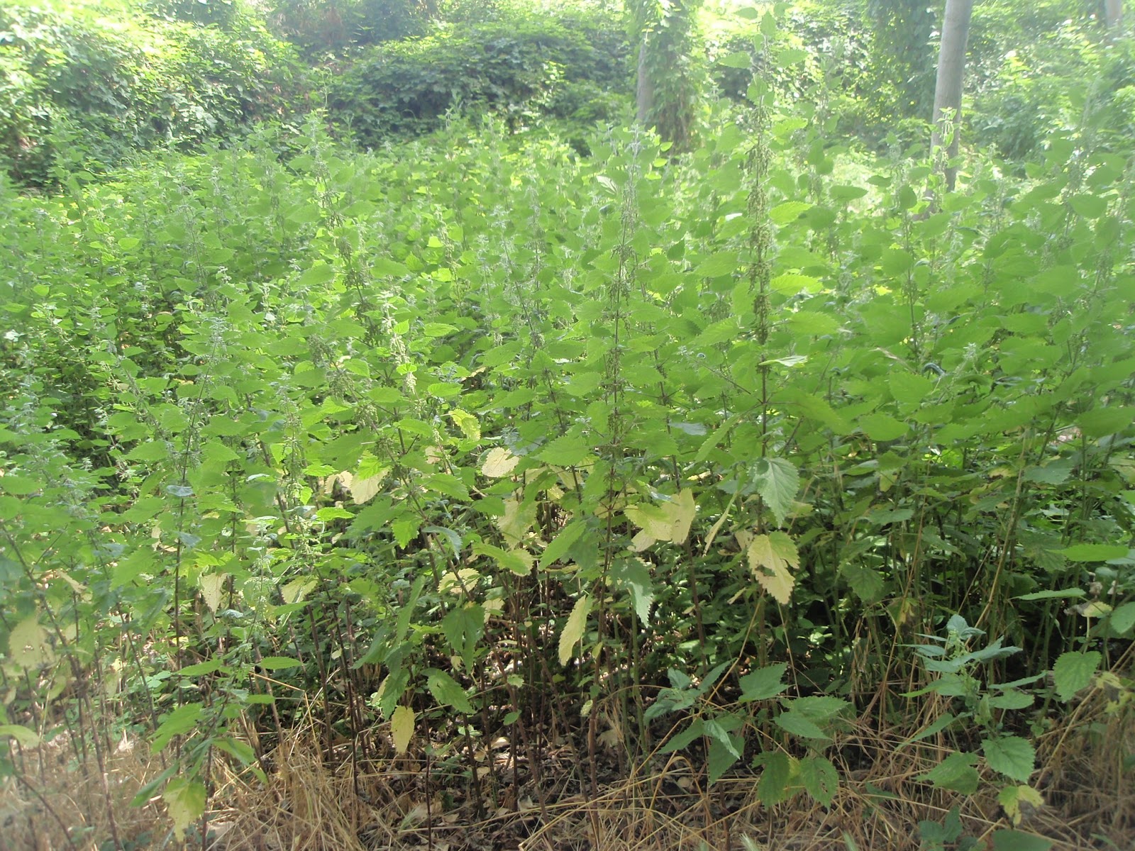HERBARIO VIRTUAL DE BANYERES DE MARIOLA Y ALICANTE: Urtica dioica ...