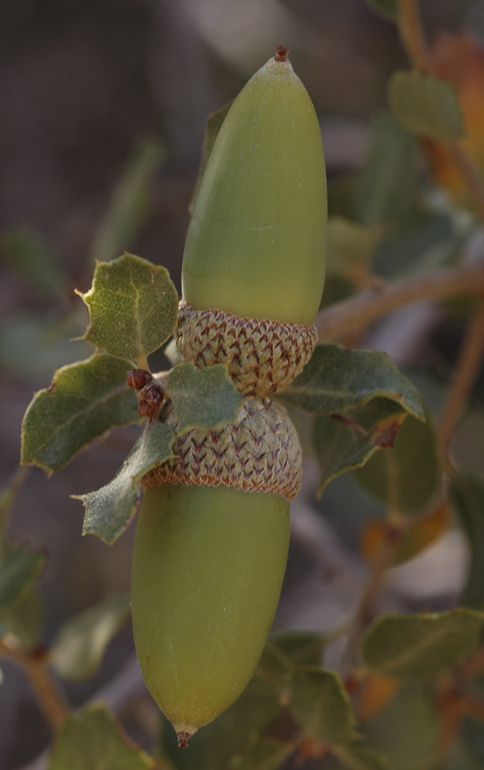 Professor Boardman's Bioblog: Joshua Tree National Park