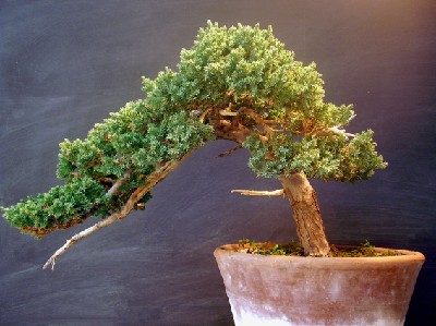 Lotus Flower: JUNÍPEROS (JUNÍPERUS SPP) , CARACTERISTICAS Y TIPO DE ...