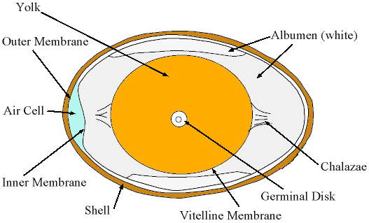 From Grandma's Kitchen Window: Eggsactly!