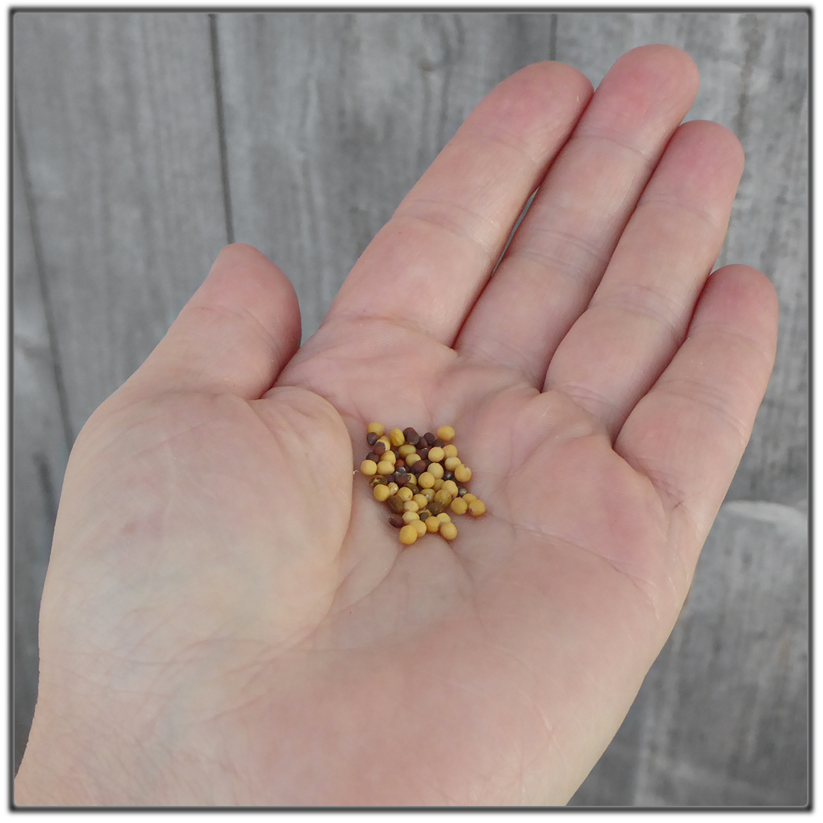 VarDagsLiv på Forsnäs Hemman: Odla julens senap.