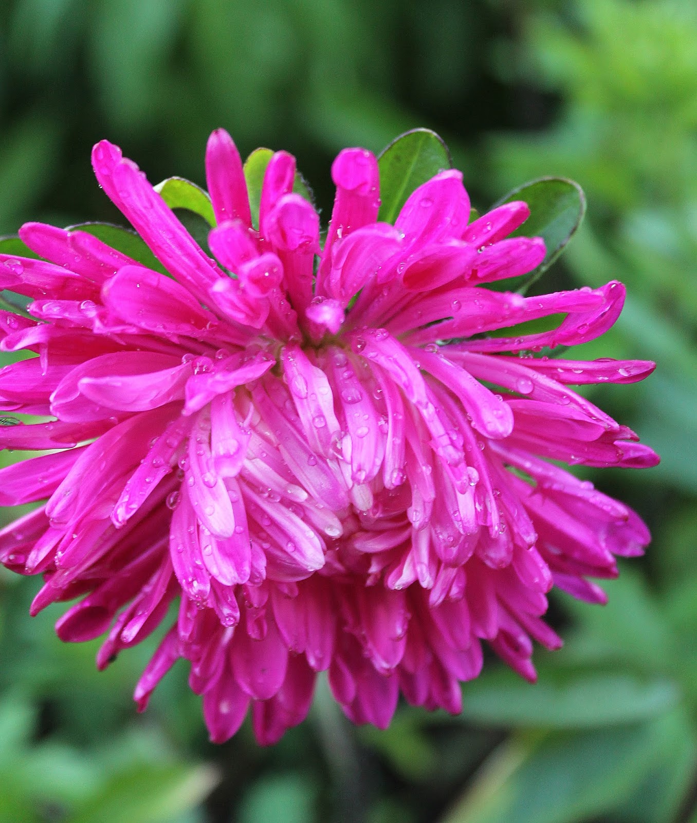 Selätön puutarhuri: Asterit, Aster