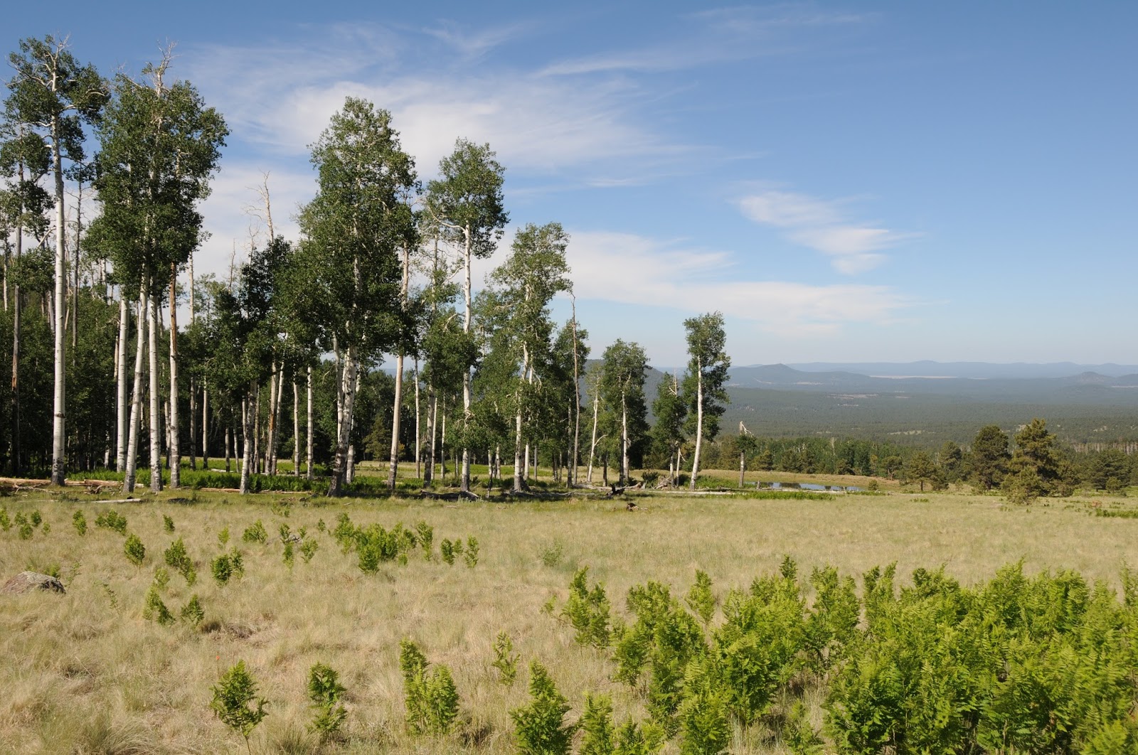 Arizona Hiking: Step out at Aspen Corner