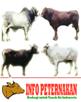 Pola Pertumbuhan dan Perkembangan Tubuh Sapi ~ Peternakan