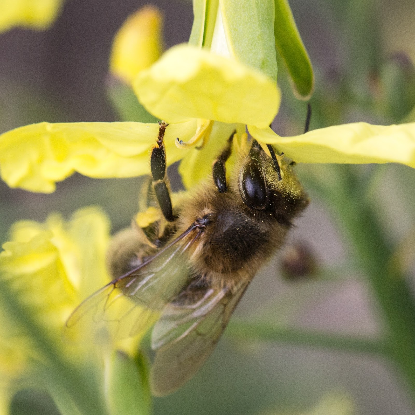 TrogTrogBee: Broccoli