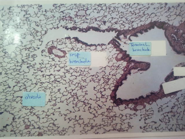 tamaniyah tibb team :)