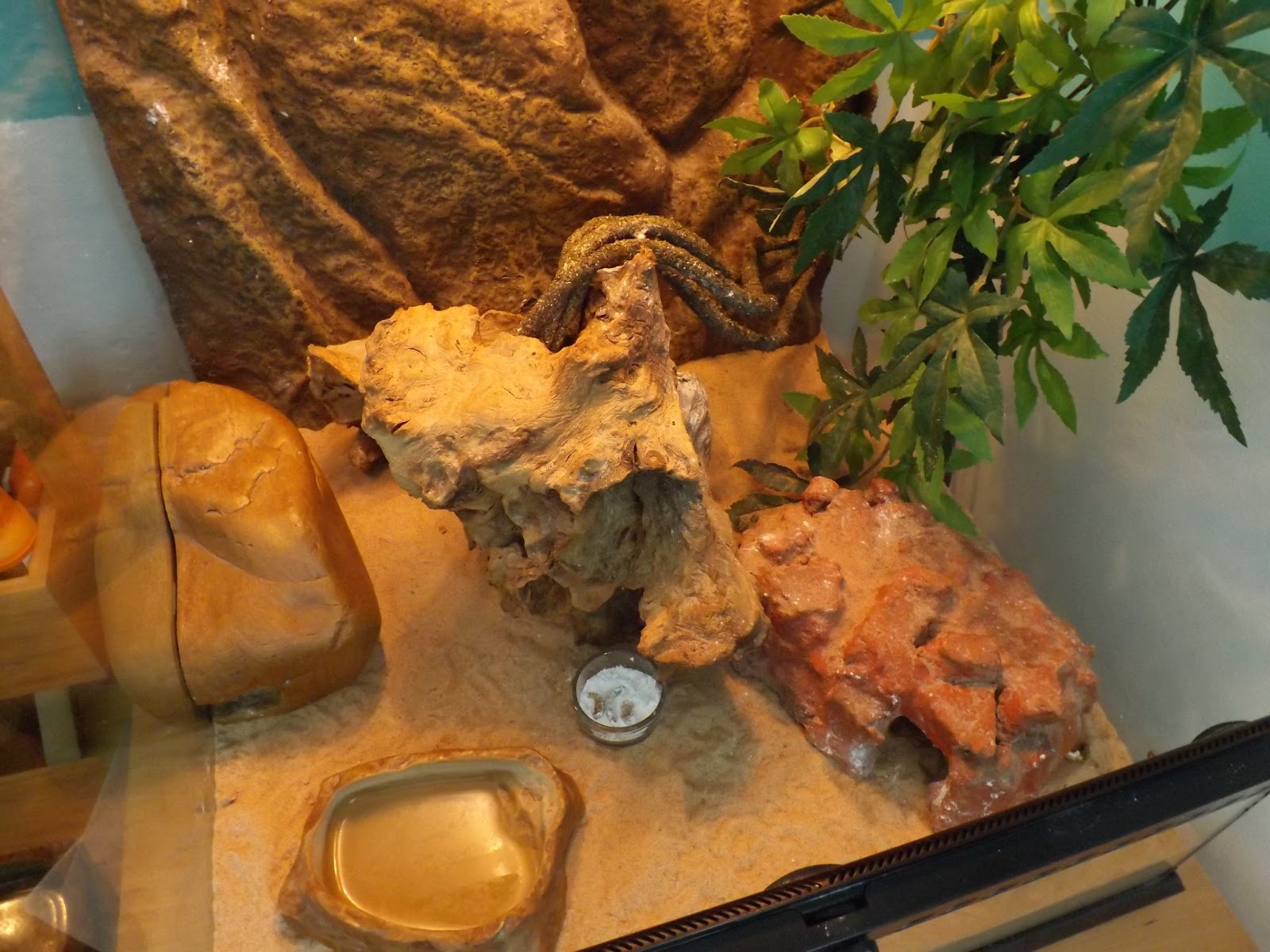 leopard gecko den: Leopard Geckos