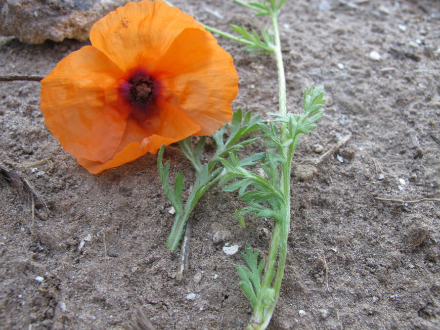 FLORA NEL SALENTO e.. anche altrove: Papaver apulum Ten. - Papaveraceae ...