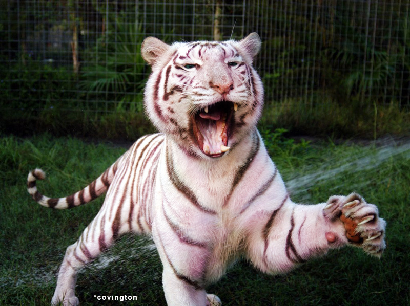 Jaipur's Blog - My Life as a Pink Tiger