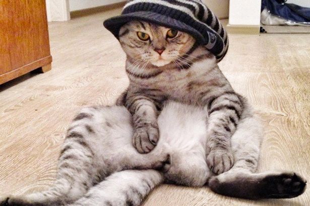 Into The World of Fat Cats: Cats in Hats
