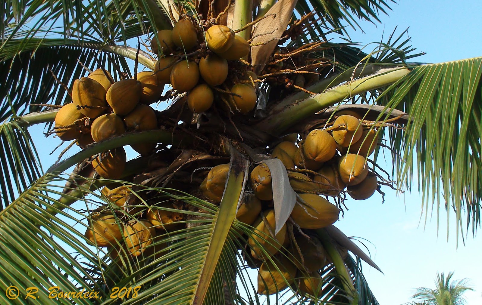 Coconut planting material for the Pacific region: Compact and niu leka ...