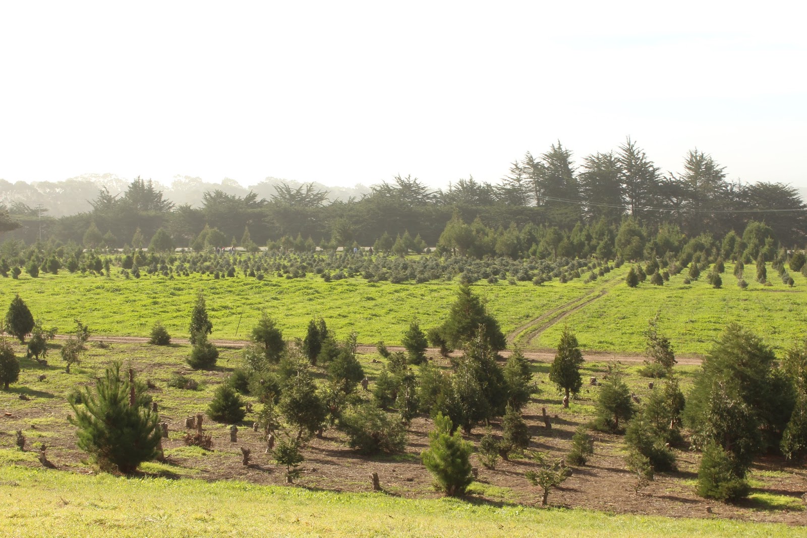 San Francisco Bay Style: Rancho Siempre Verde