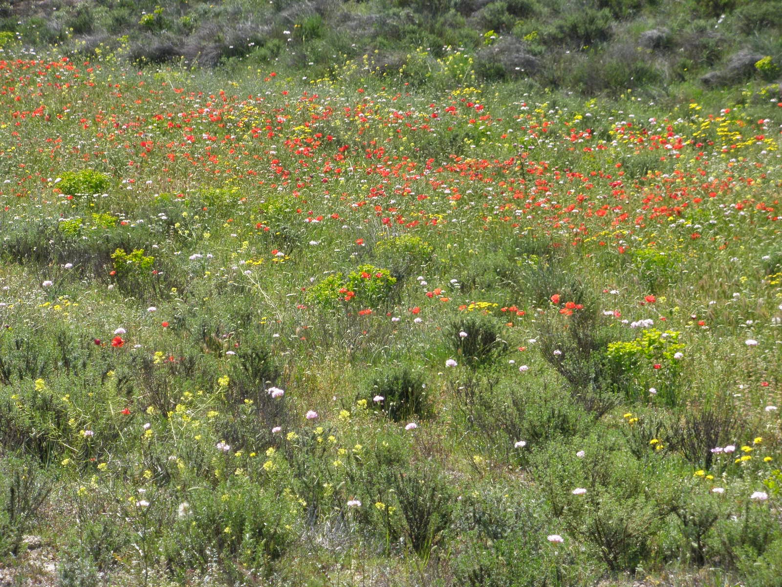 La Estepa, un potencial desconocido(blog de prueba)